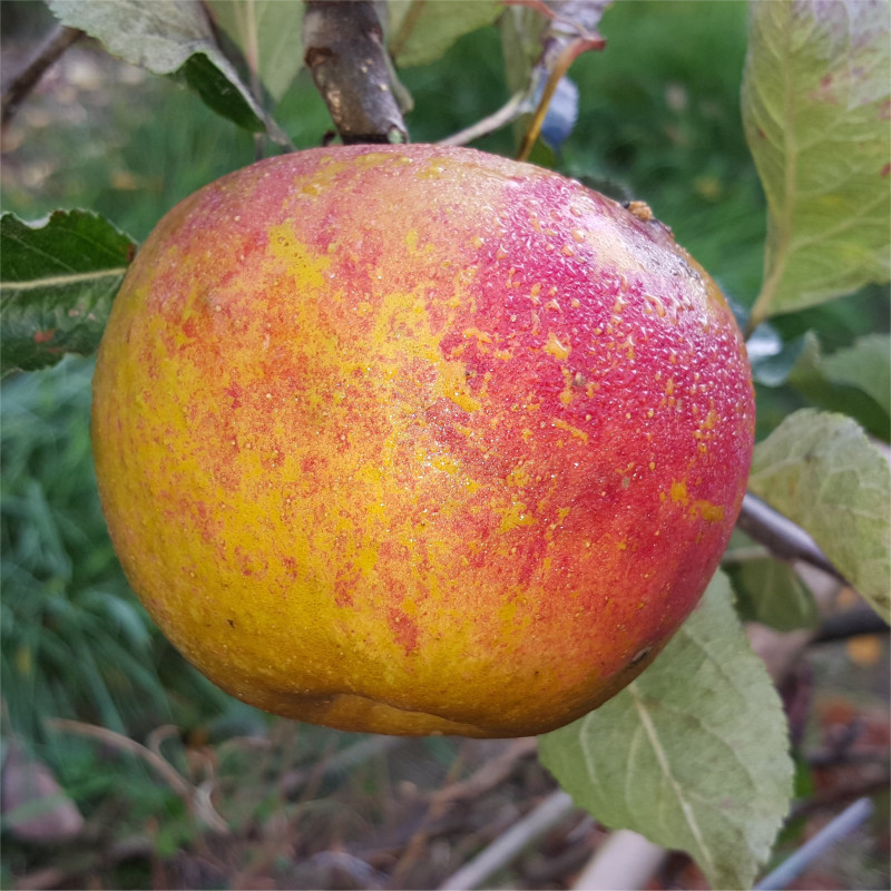 Apple - Karmijn de Sonnaville - Scion